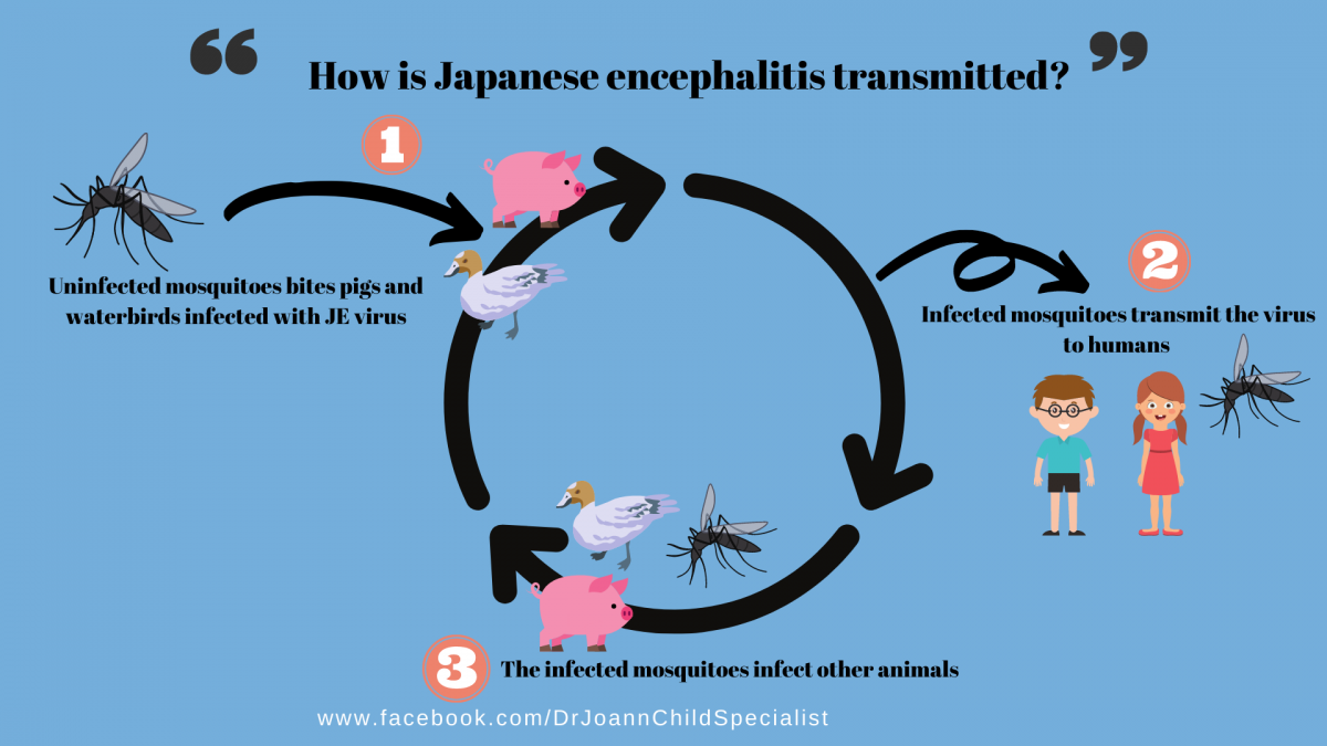 Japanese Encephalitis in Malaysia | Dr Joann Child Specialist